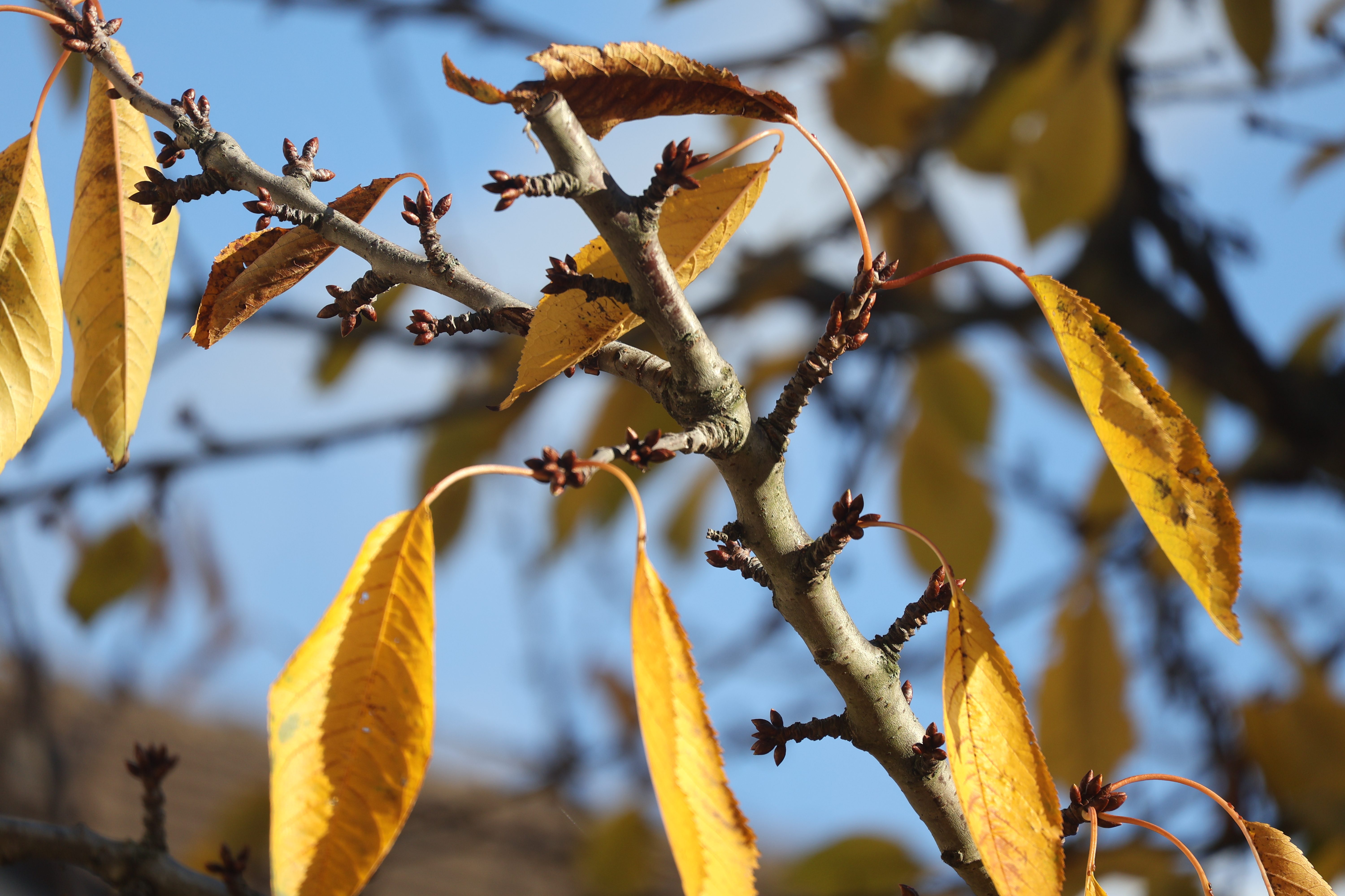 Khai Phan - Artist on PortraitMode - Share Your Street Photography